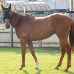 Home - The Racing Club - The Hong Kong Jockey Club