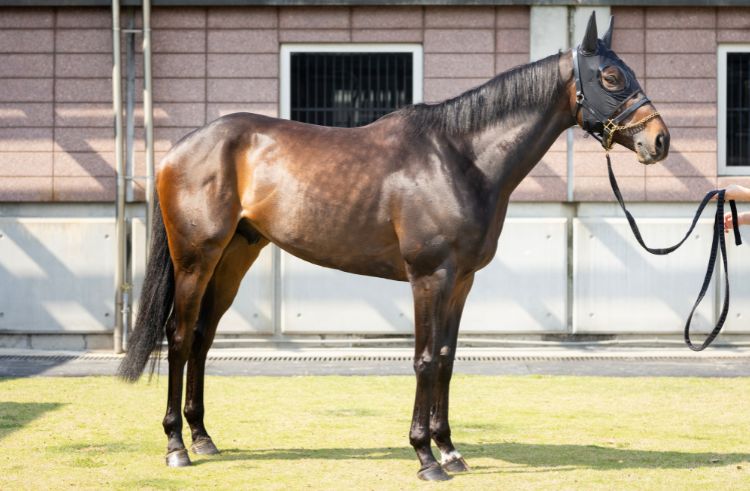Current Horses - Club Horses - The Racing Club - The Hong Kong Jockey Club