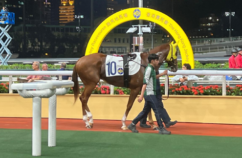 Club Horses - The Racing Club - The Hong Kong Jockey Club